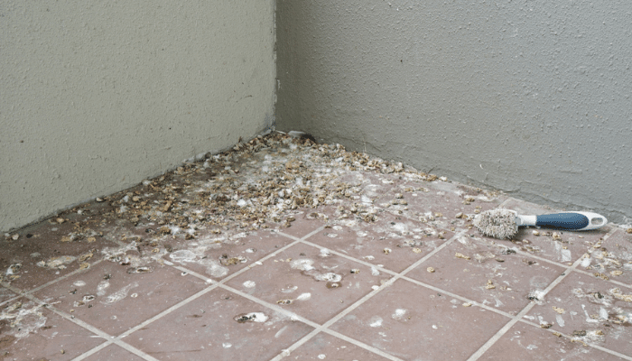 How To Get Bird Poop Off Apartment Balcony Apartment Notes How To Get Bird Poop Off Apartment Balcony Apartment Notes