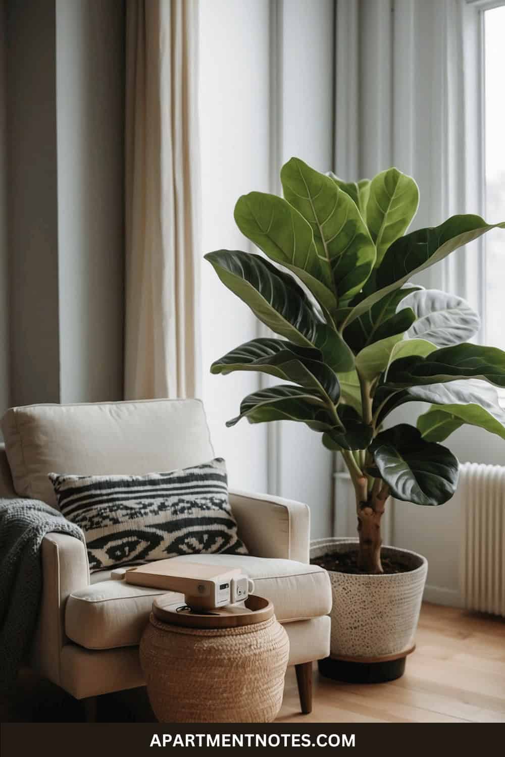 10 Best Plants for Small Apartments - Apartment Notes