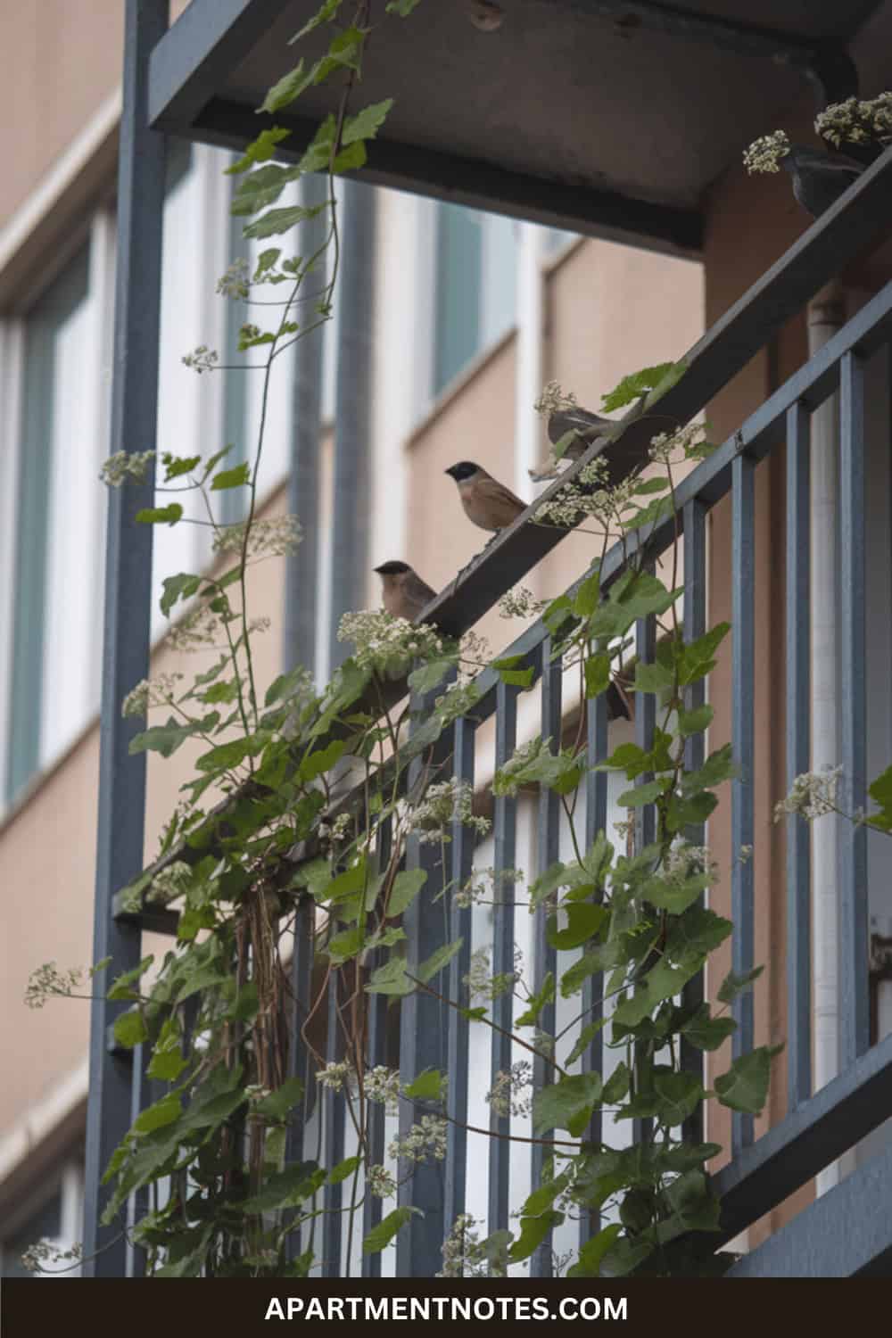 10 Ideas to Attract Birds to Your Apartment Balcony - Apartment Notes