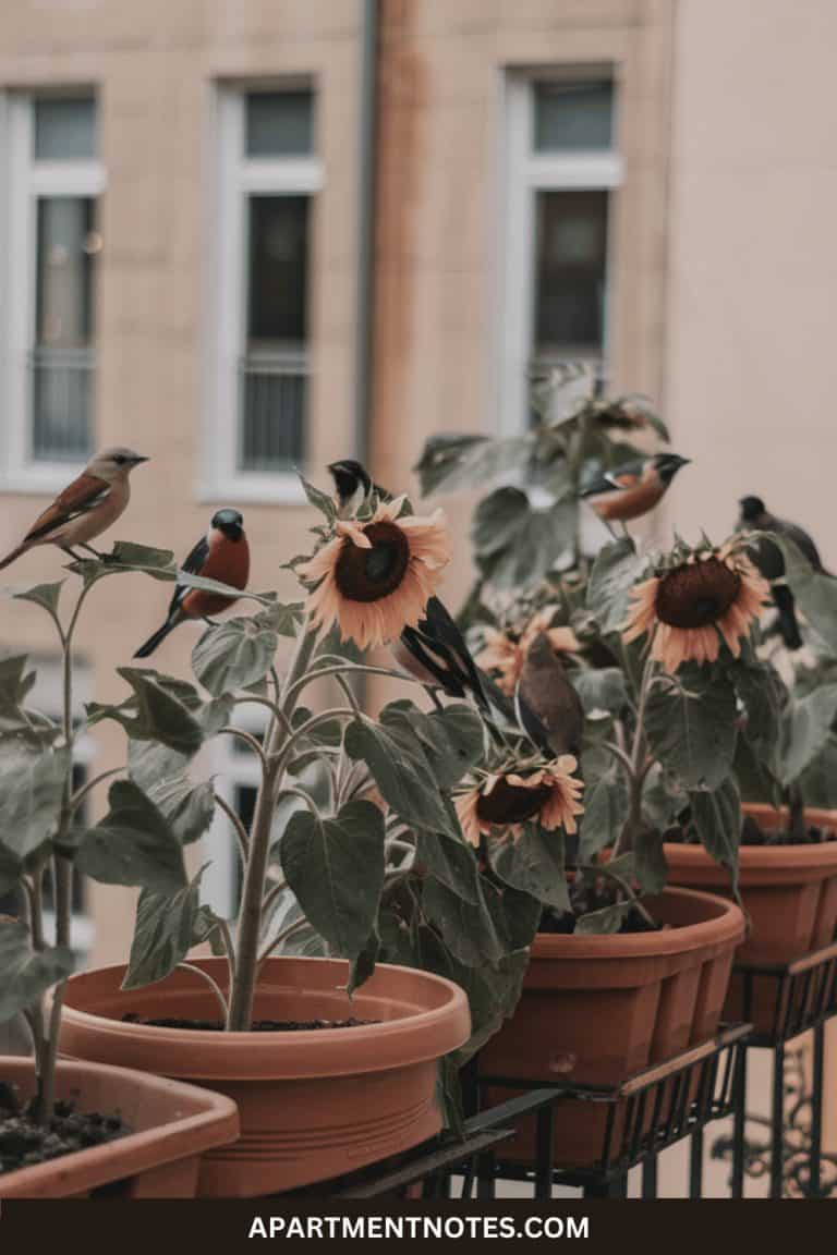 10 Ideas to Attract Birds to Your Apartment Balcony - Apartment Notes